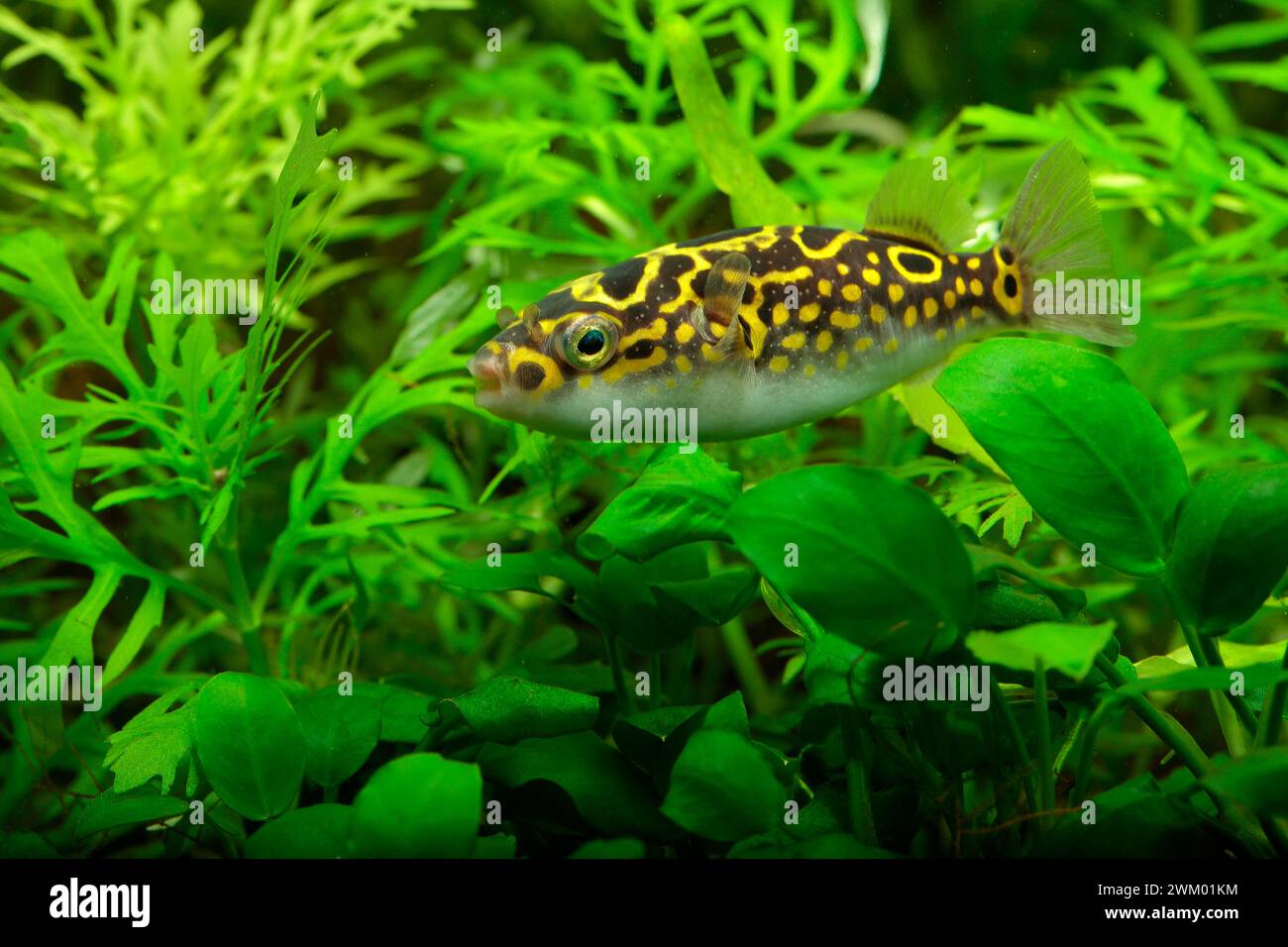 Eyespot puffer (Dichotomyctere ocellatus) in a planted aquarium Stock ...
