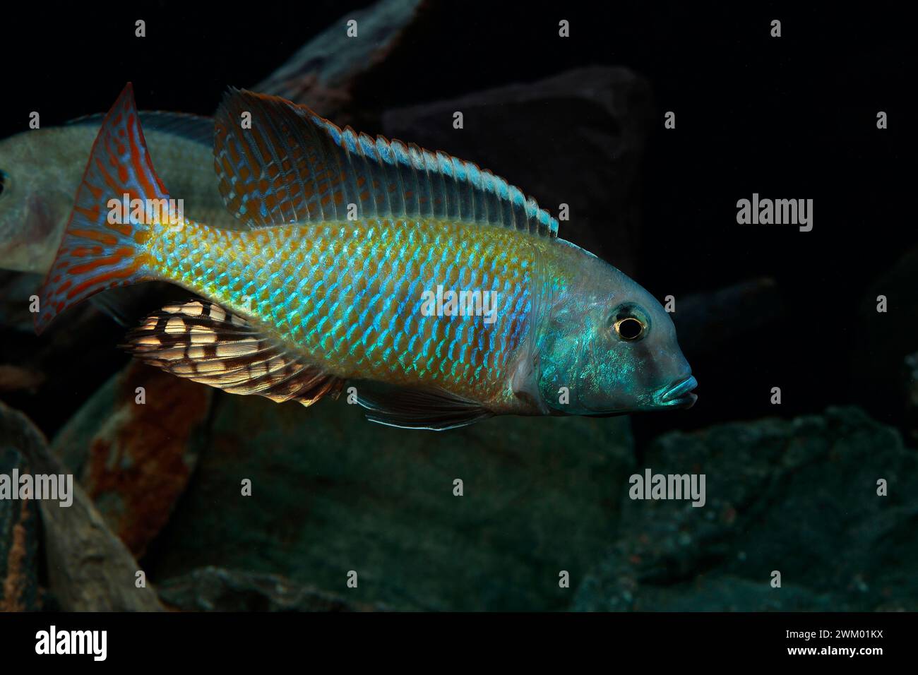 Lethrinops albus Kande Island male in aquarium Stock Photo - Alamy