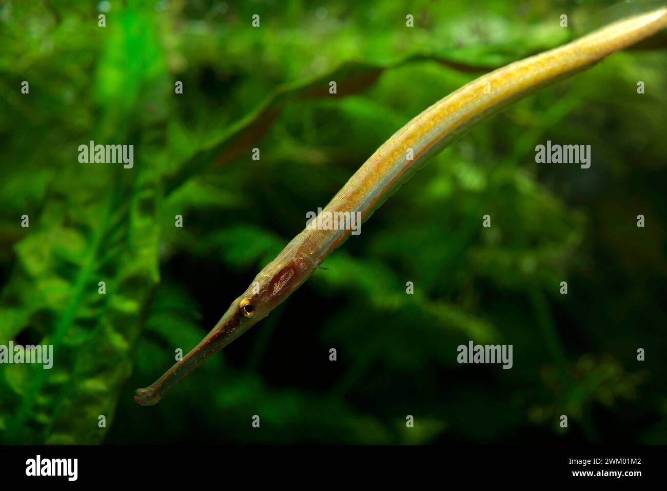 Short-tailed pipefish (Microphis brachyurus), close-up in aquarium ...