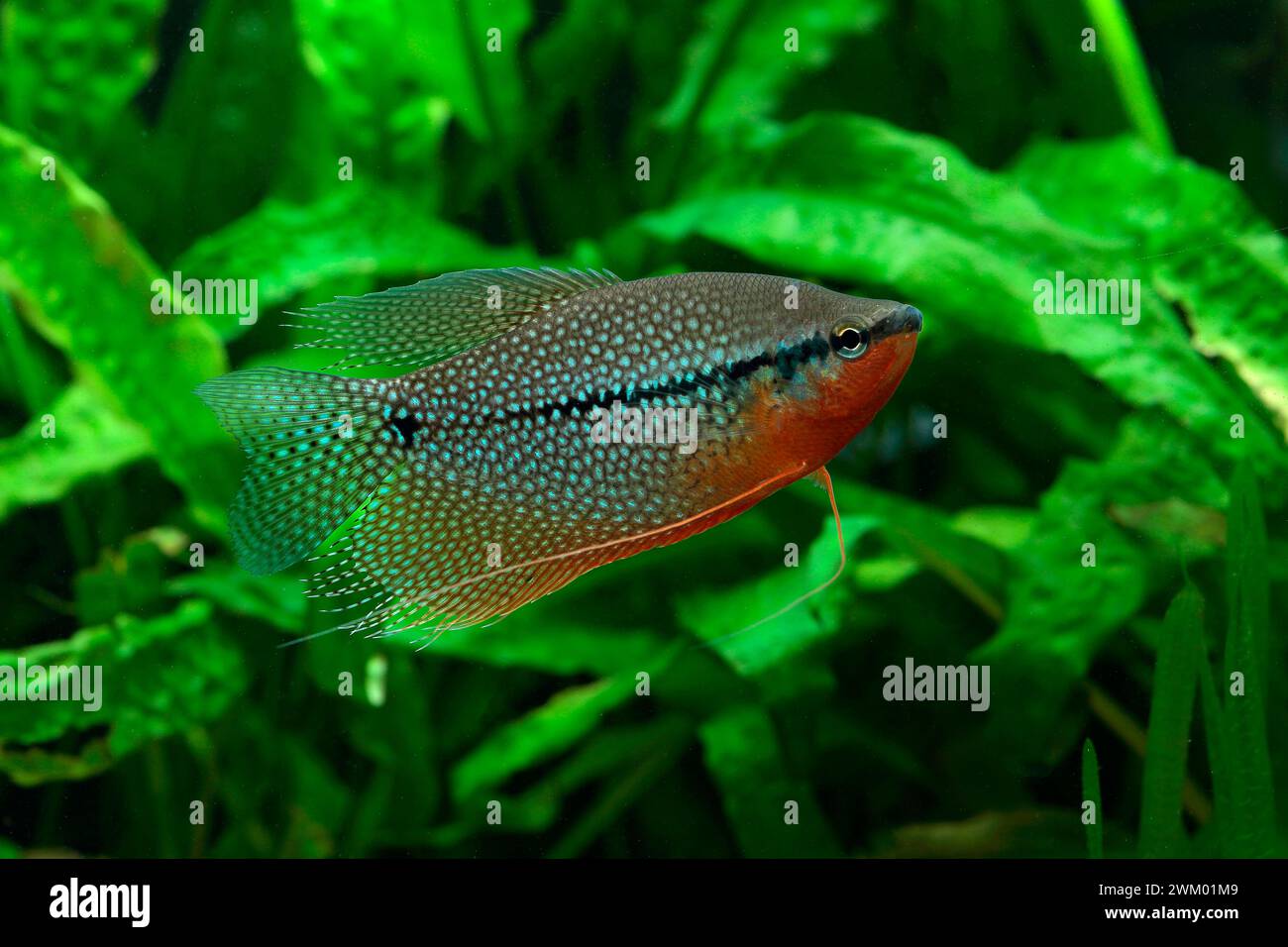 Male pearl gourami (Trichopodus leeri) in aquarium Stock Photo - Alamy
