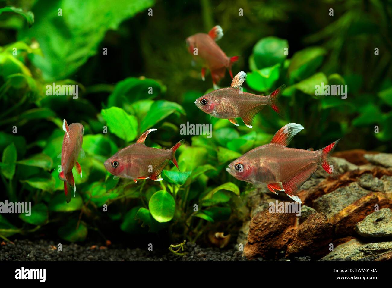 School of white-finned pink tetra (Hyphessobrycon rosaceus ornatus ...