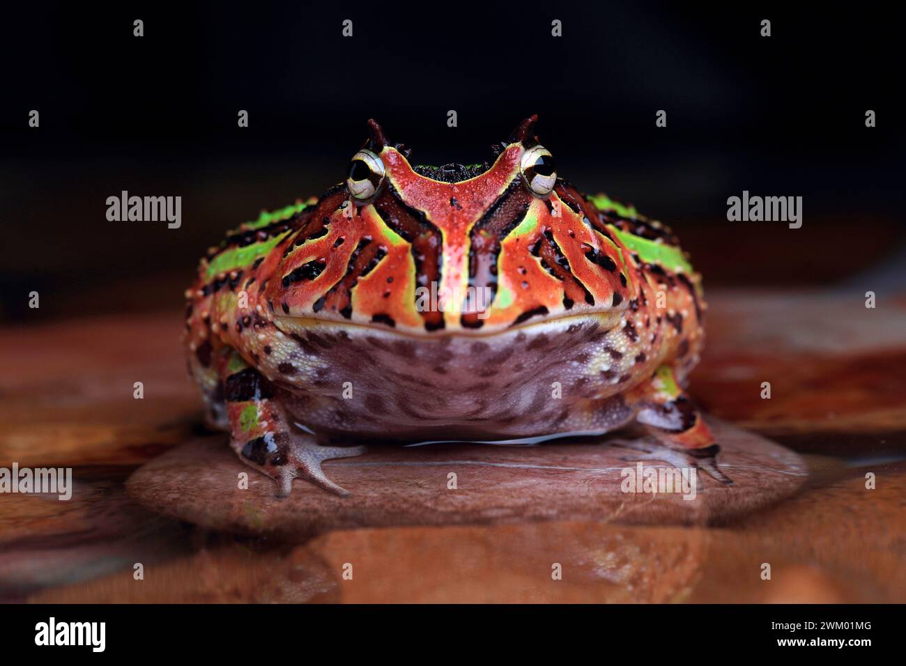 Ornate horned frog (Ceratophrys ornata) on a stone in the water Stock ...