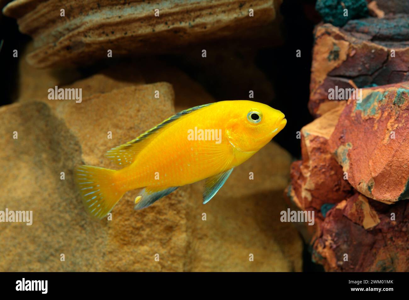 Yellow Labido (Labidochromis caeruleus) male in profile in aquarium ...