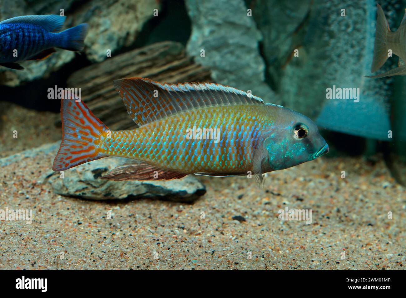 Lethrinops albus Kande Island male in aquarium Stock Photo - Alamy