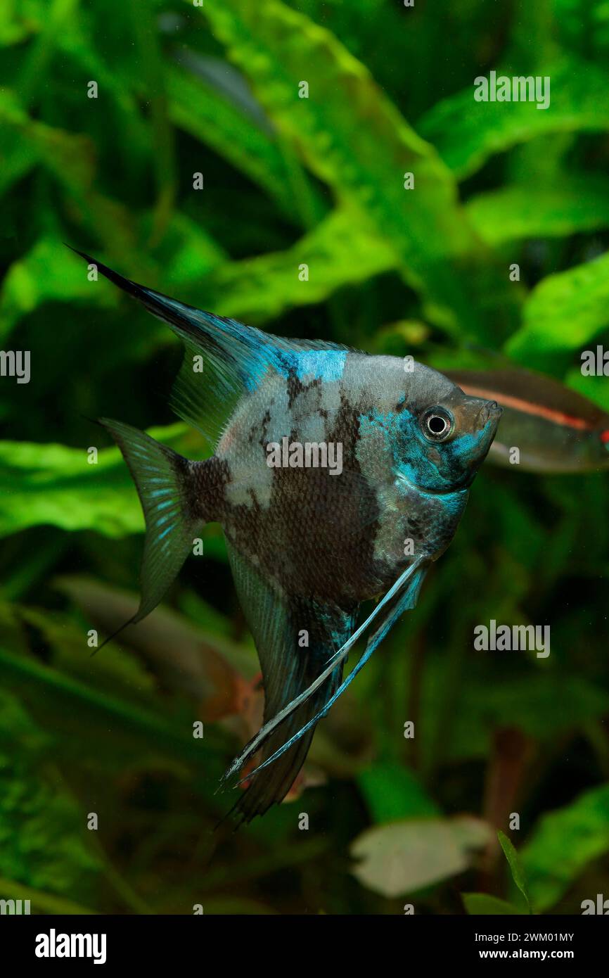 Freshwater angelfish (Pterophyllum scalare) pinoy paraiba in aquarium ...