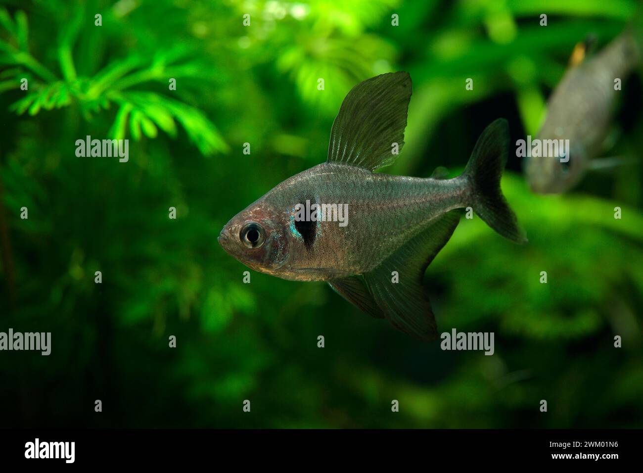 Black phantom tetra (Megalamphodus megalopterus) male in aquarium Stock ...