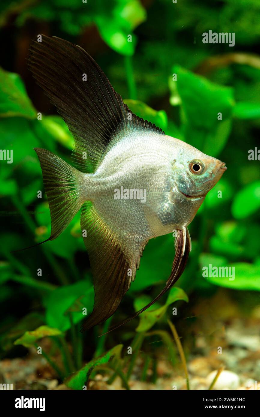 Freshwater angelfish (Pterophyllum scalare) bulgarian in profile in ...