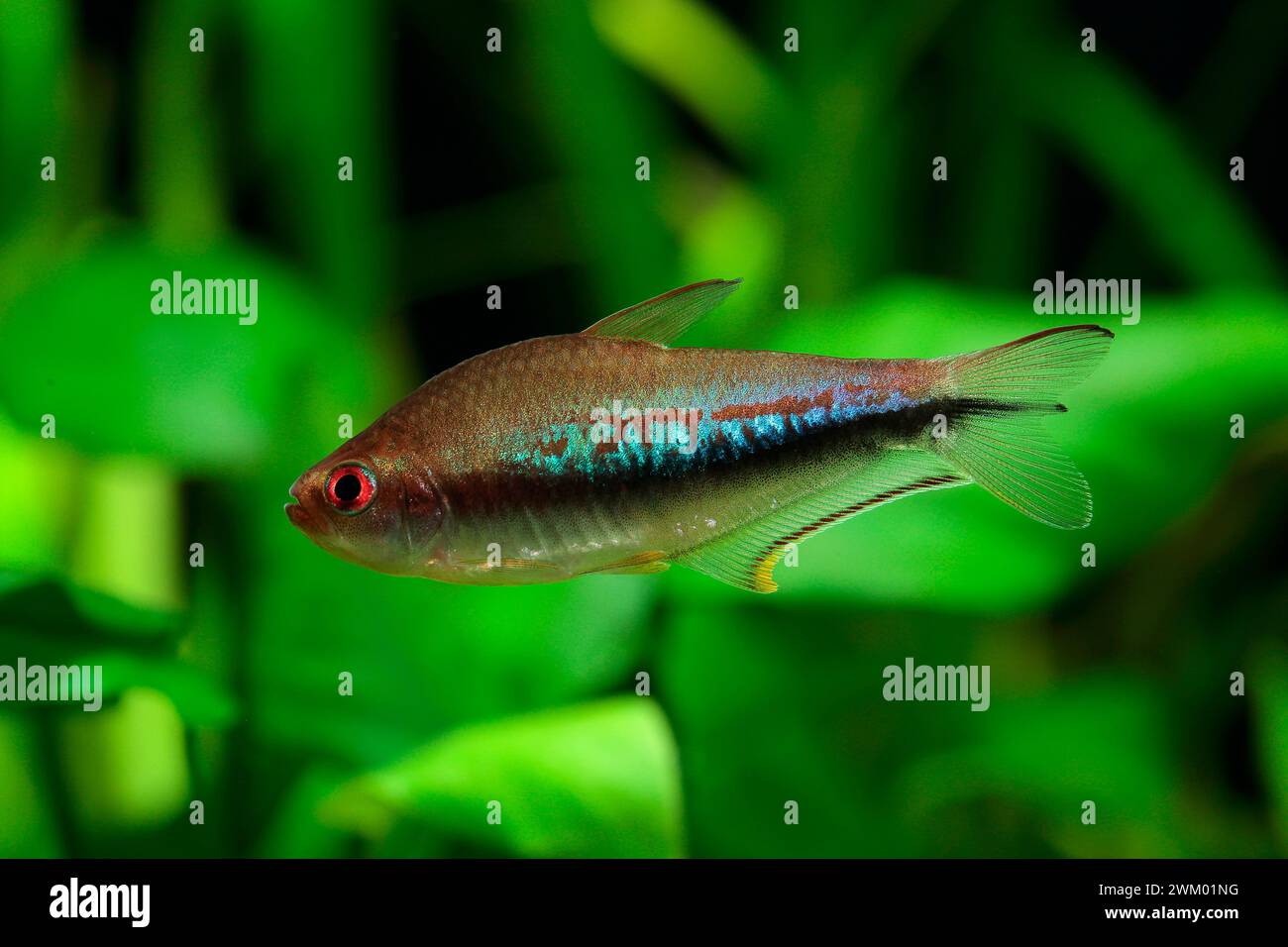 Male rainbow Tetra (Nematobrycon lacortei) in aquarium Stock Photo - Alamy