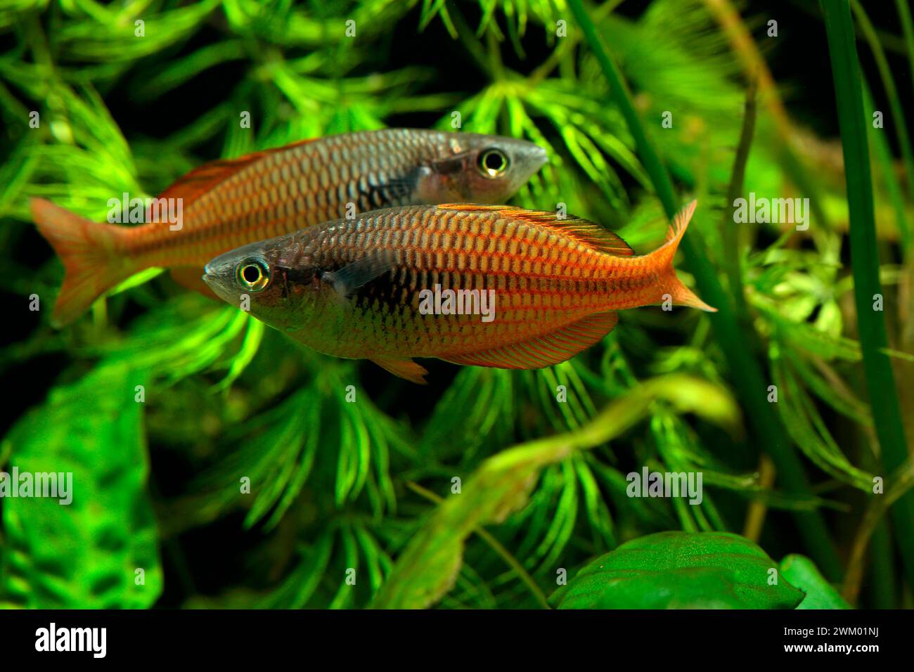 Dwarf rainbow fish (Melanotaenia parva) males in aquarium Stock Photo ...