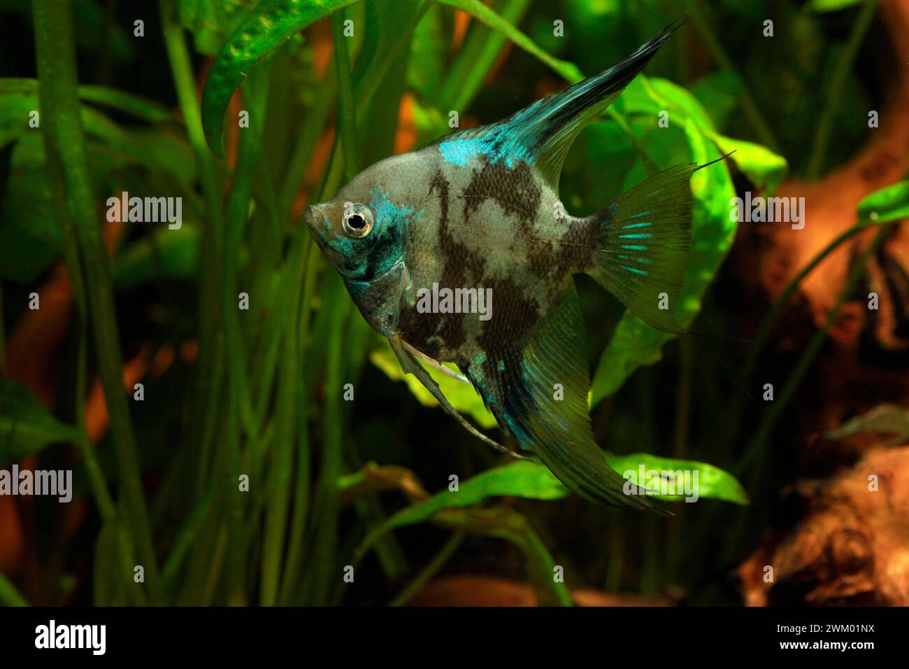 Freshwater angelfish (Pterophyllum scalare) pinoy paraiba in aquarium ...