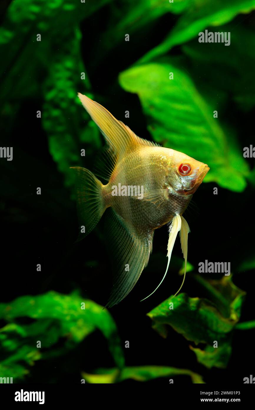 Albino Freshwater angelfish (Pterophyllum scalare) in profile in ...