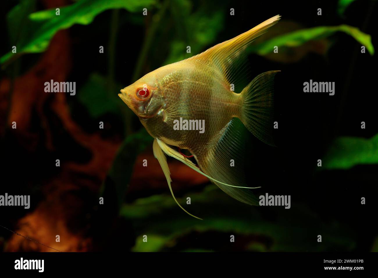Albino Freshwater angelfish (Pterophyllum scalare) in profile in ...