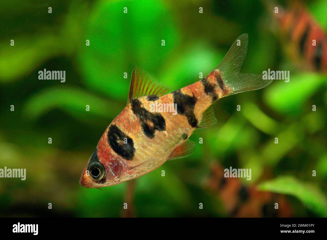 Snakeskin barb (Desmopuntius rhomboocellatus) in aquarium Stock Photo ...