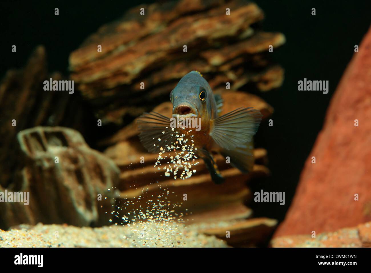 Tropheops (Tropheops tropheops) Makokola reef, male in aquarium dumping ...