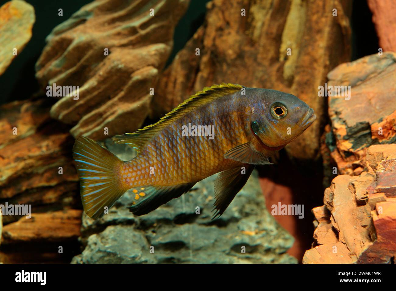 Tropheops (Tropheops tropheops) Makokola reef, male in aquarium Stock ...