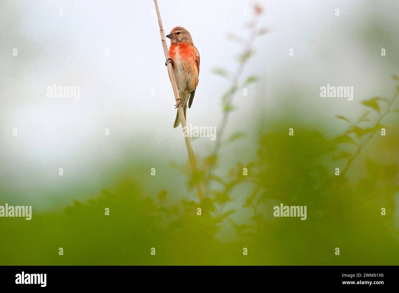 Eurasian linnet (Linaria cannabina) male on a reed. Morbihan, France ...