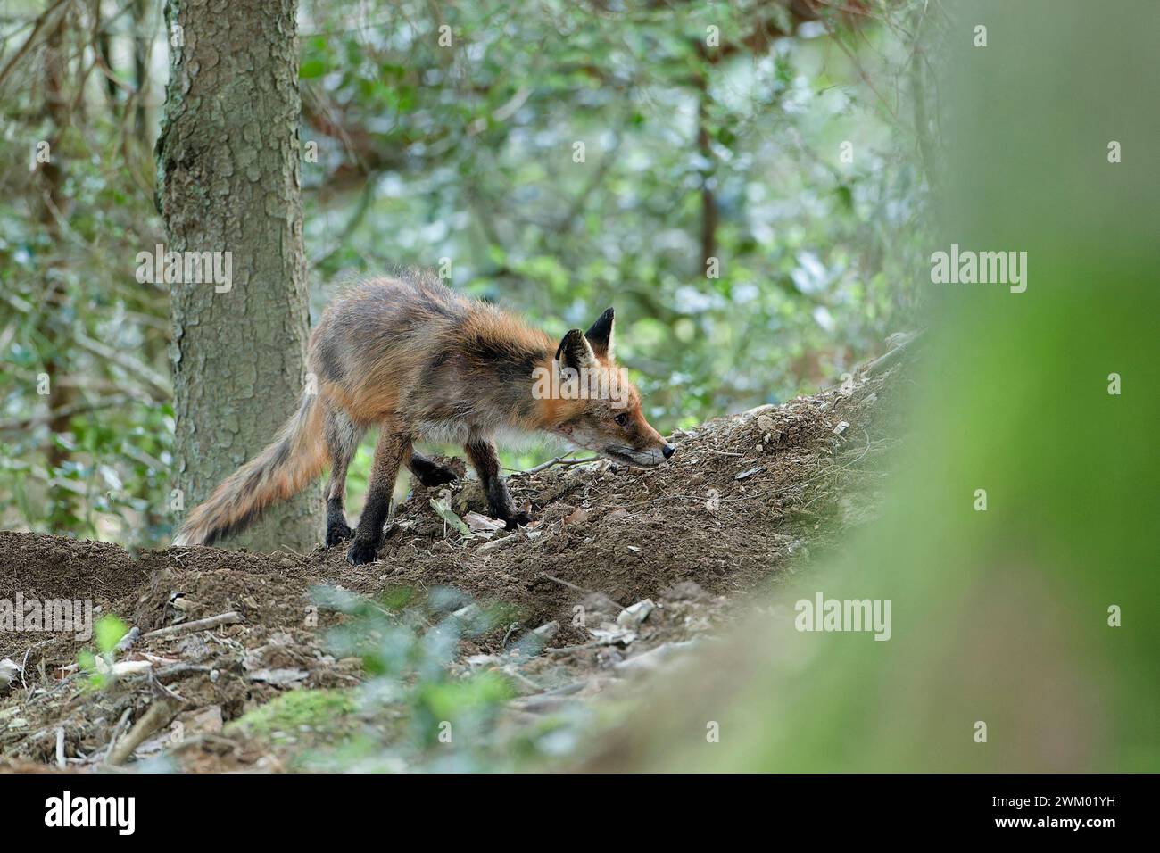 Red fox (Vulpes vulpes) with sarcoptic scaby, Ardennes, Belgium Stock ...