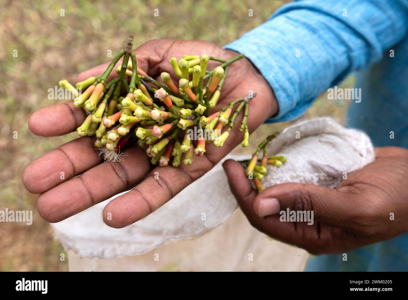 Planting clove trees, harvesting and drying the flowers known as cloves ...