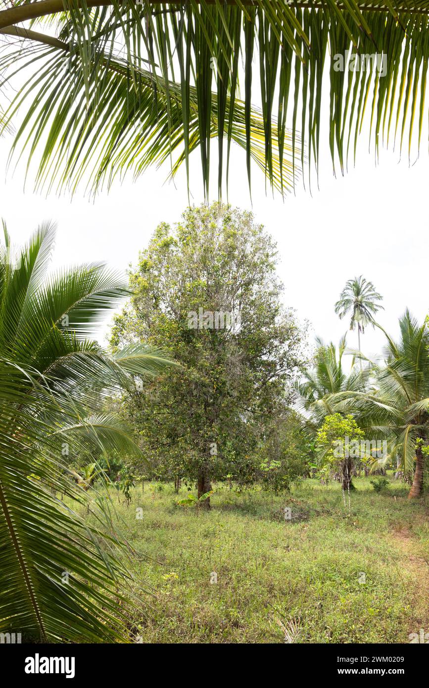 Planting clove trees, harvesting and drying the flowers known as cloves ...