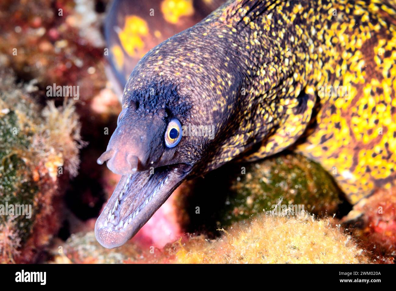 Mediterranean moray eel (Muraena helena), Mediterranean Sea, Tossa de ...