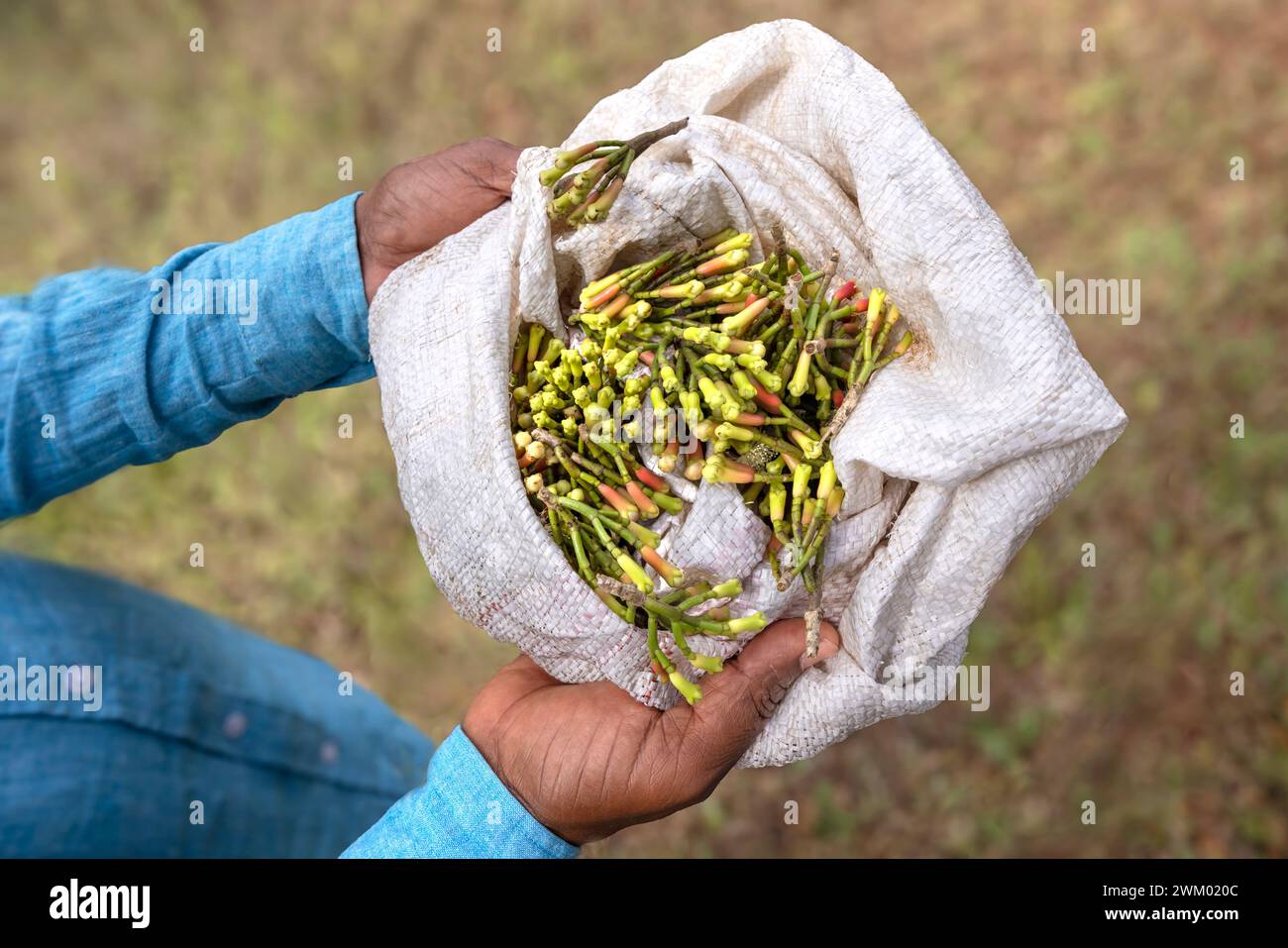 Planting clove trees, harvesting and drying the flowers known as cloves ...