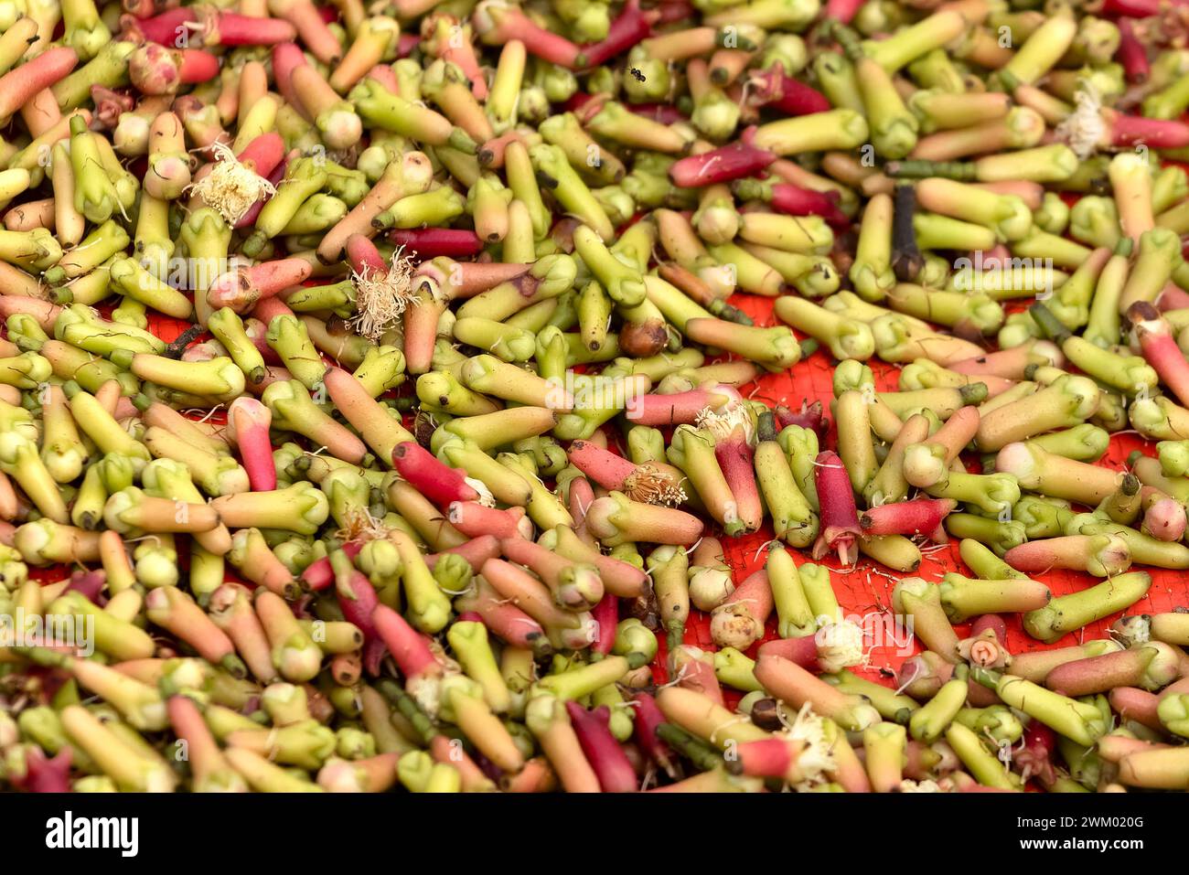 Planting clove trees, harvesting and drying the flowers known as cloves ...