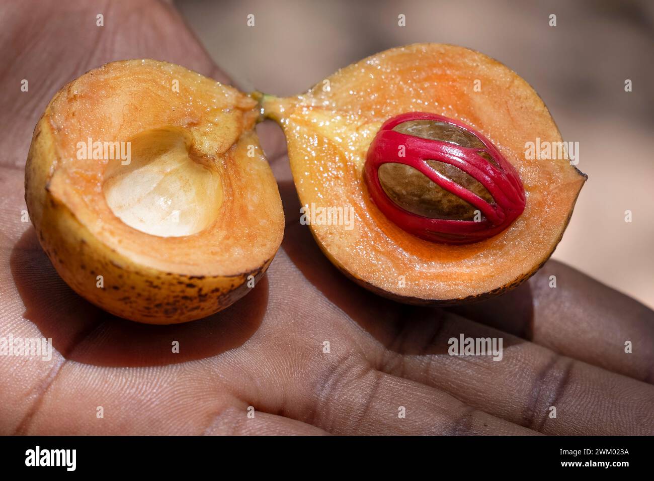Nutmeg, seed of the ovoid fruit of the nutmeg tree (Myristica fragrans ...