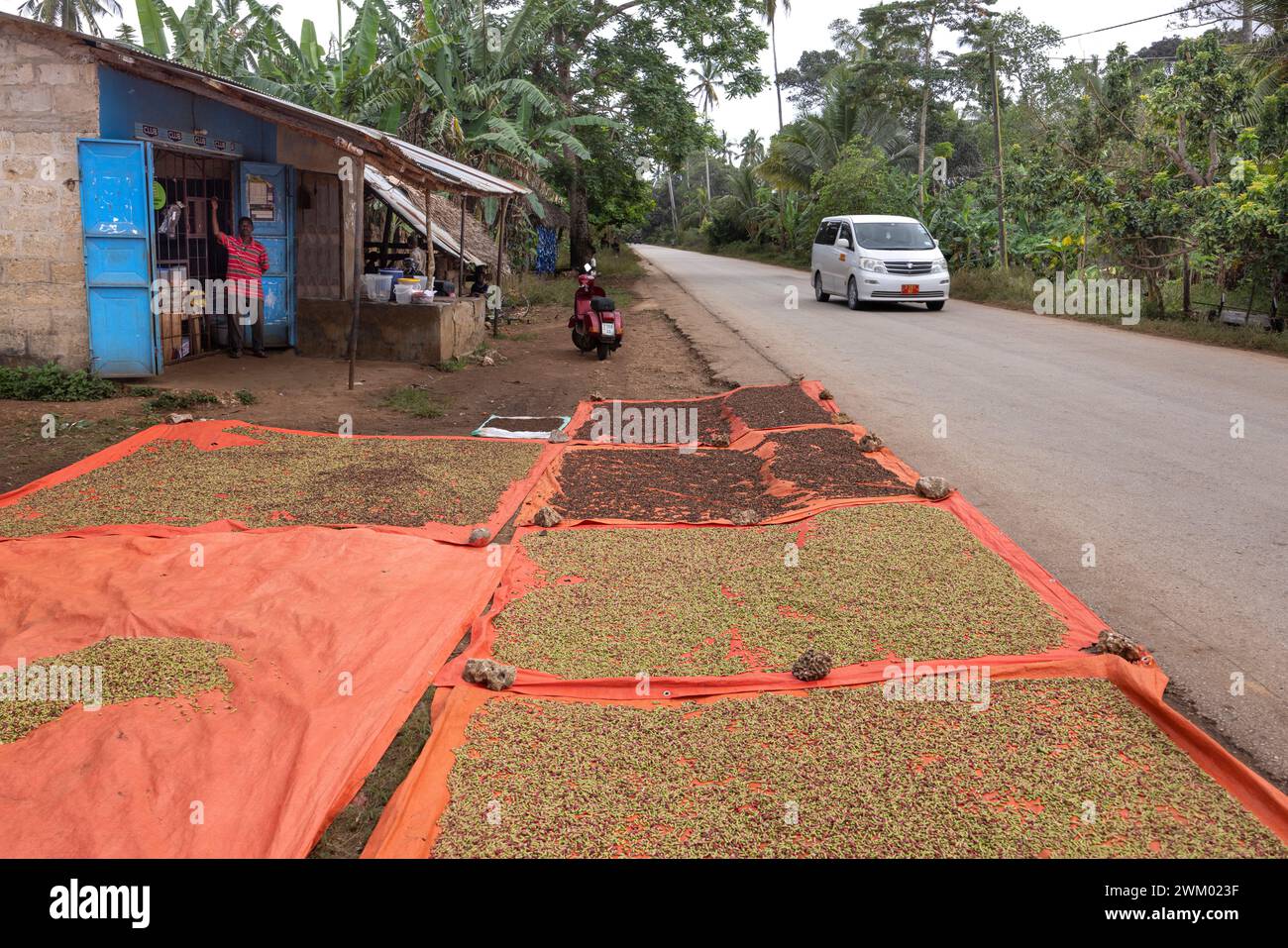 Planting clove trees, harvesting and drying the flowers known as cloves ...