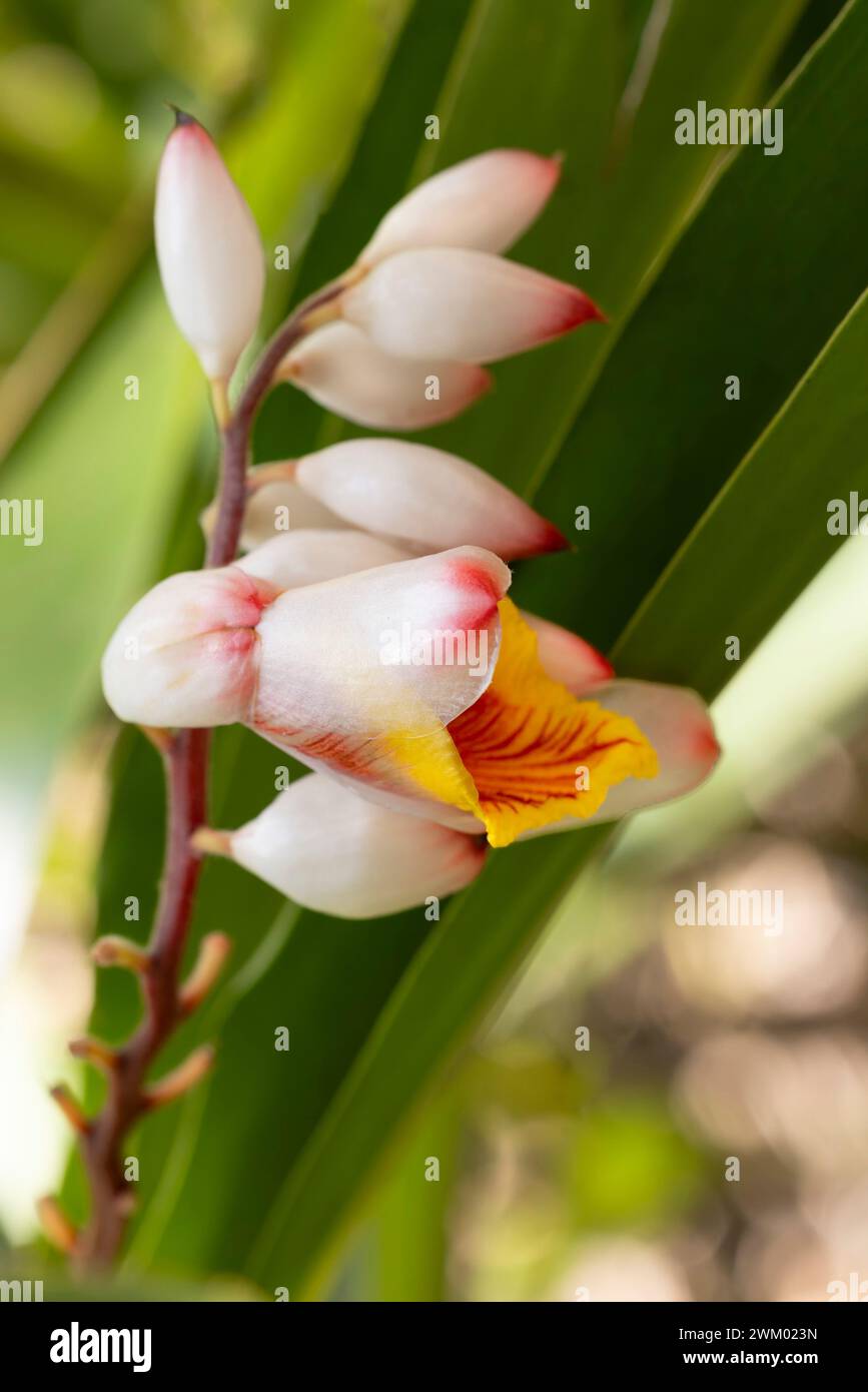 Cardamom flower (Elettaria cardamomum), aromatic perennial spice ...