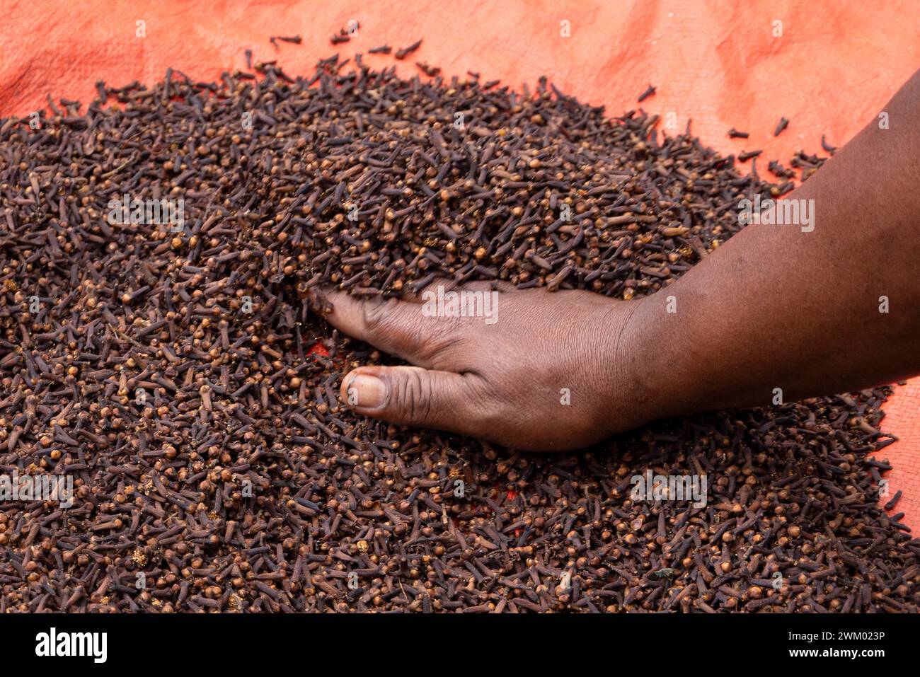 Planting clove trees, harvesting and drying the flowers known as cloves ...
