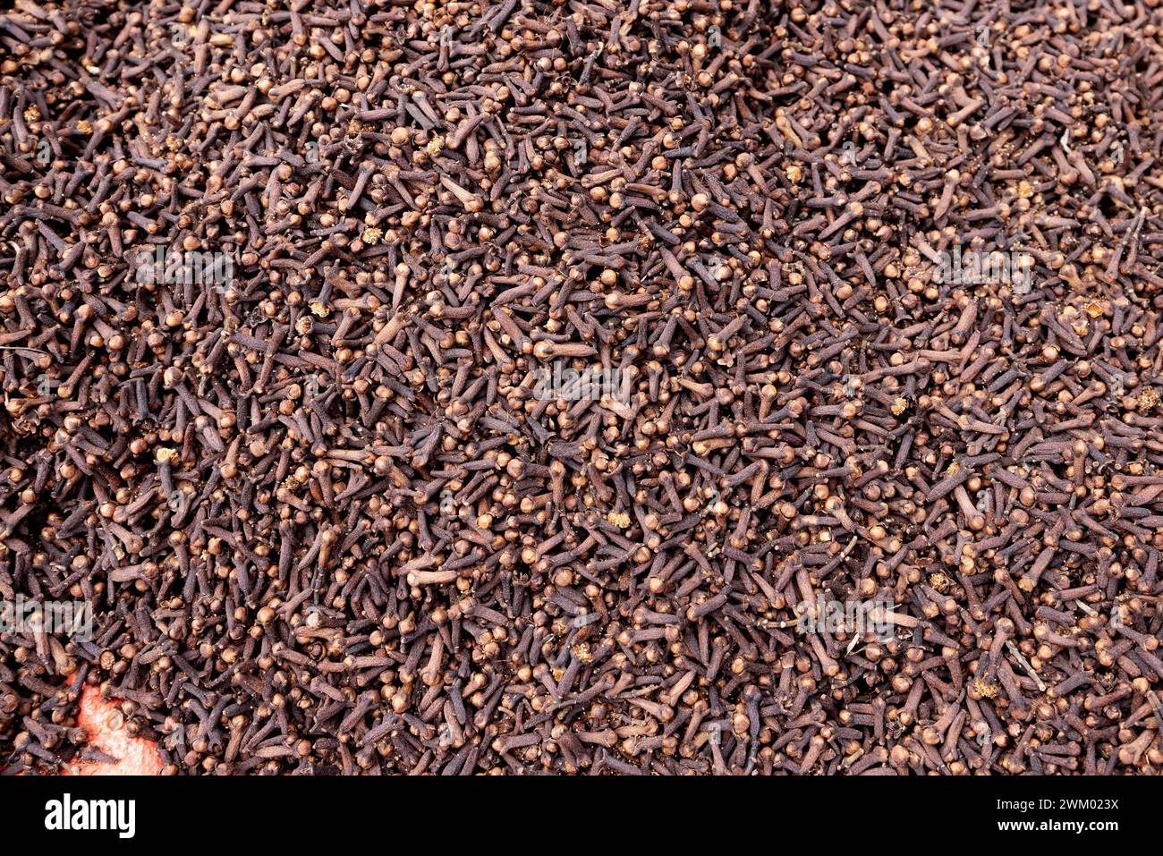 Planting clove trees, harvesting and drying the flowers known as cloves ...