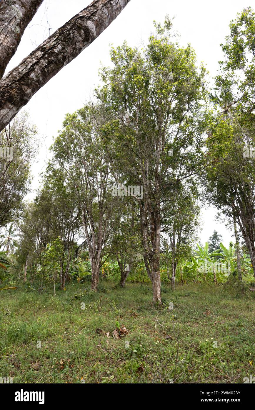 Planting clove trees, harvesting and drying the flowers known as cloves ...