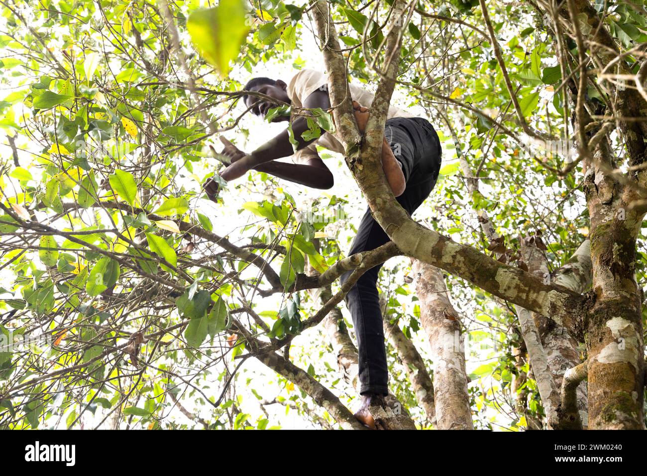 Planting clove trees, harvesting and drying the flowers known as cloves ...