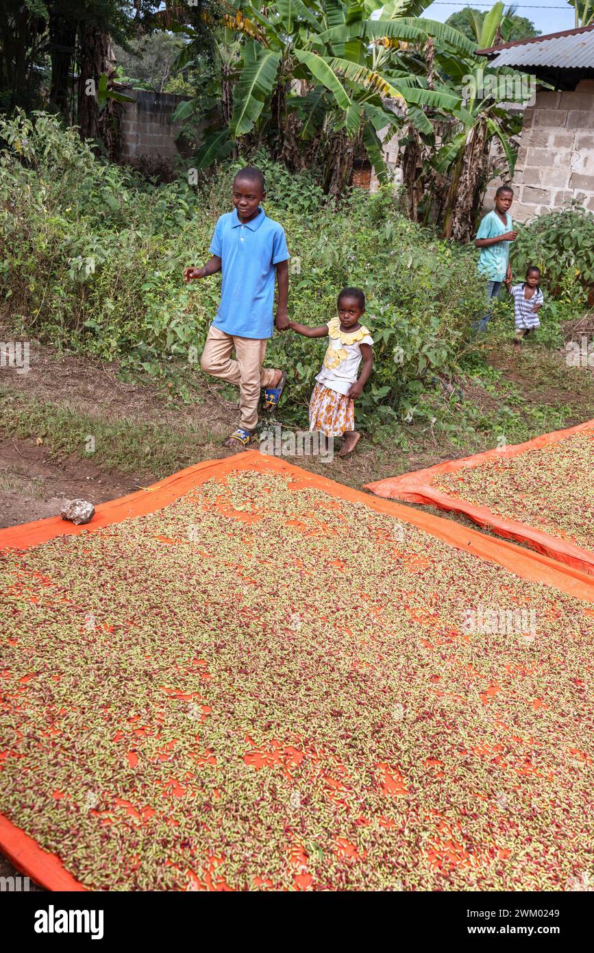 Planting clove trees, harvesting and drying the flowers known as cloves ...