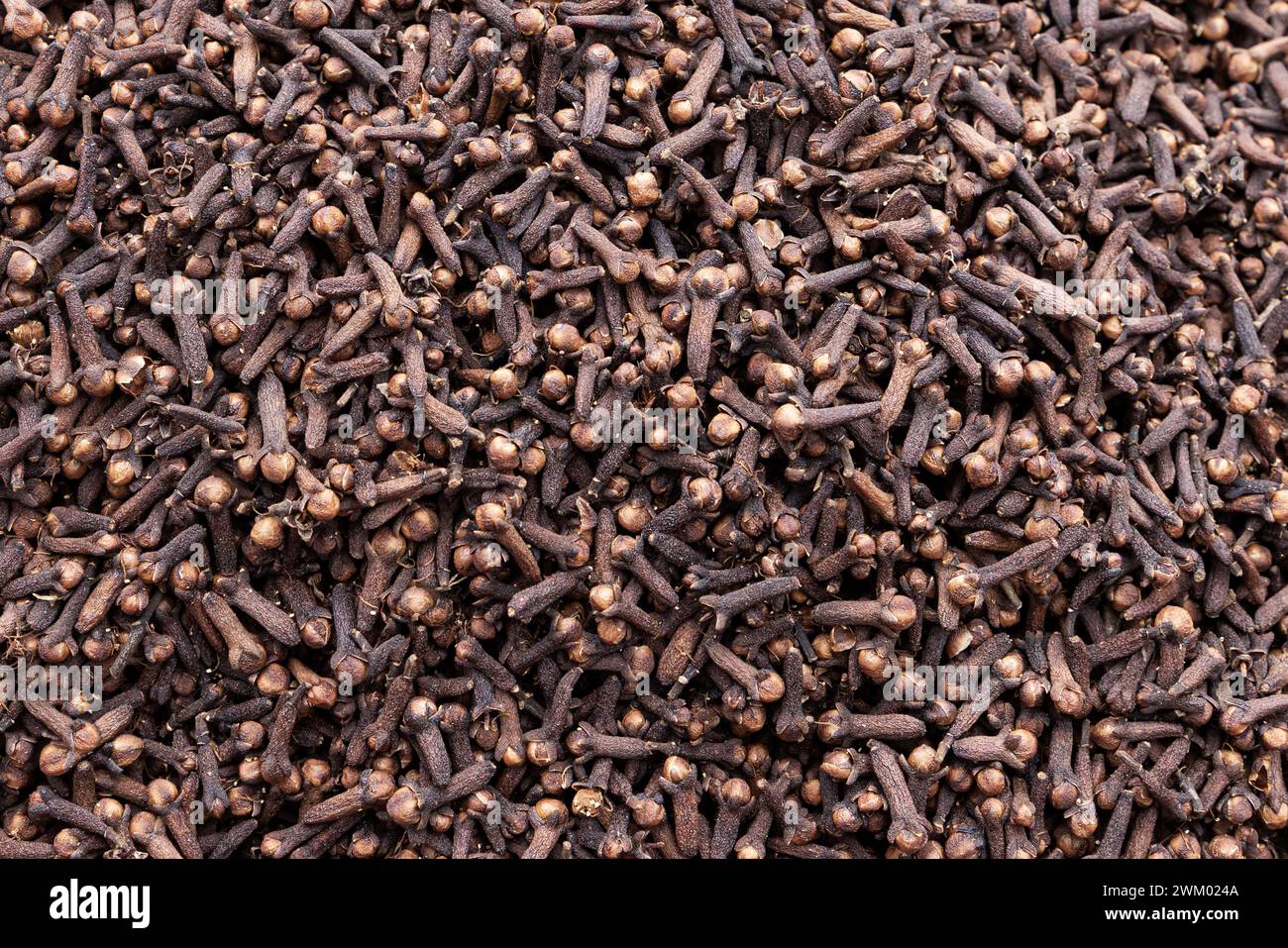Planting clove trees, harvesting and drying the flowers known as cloves ...