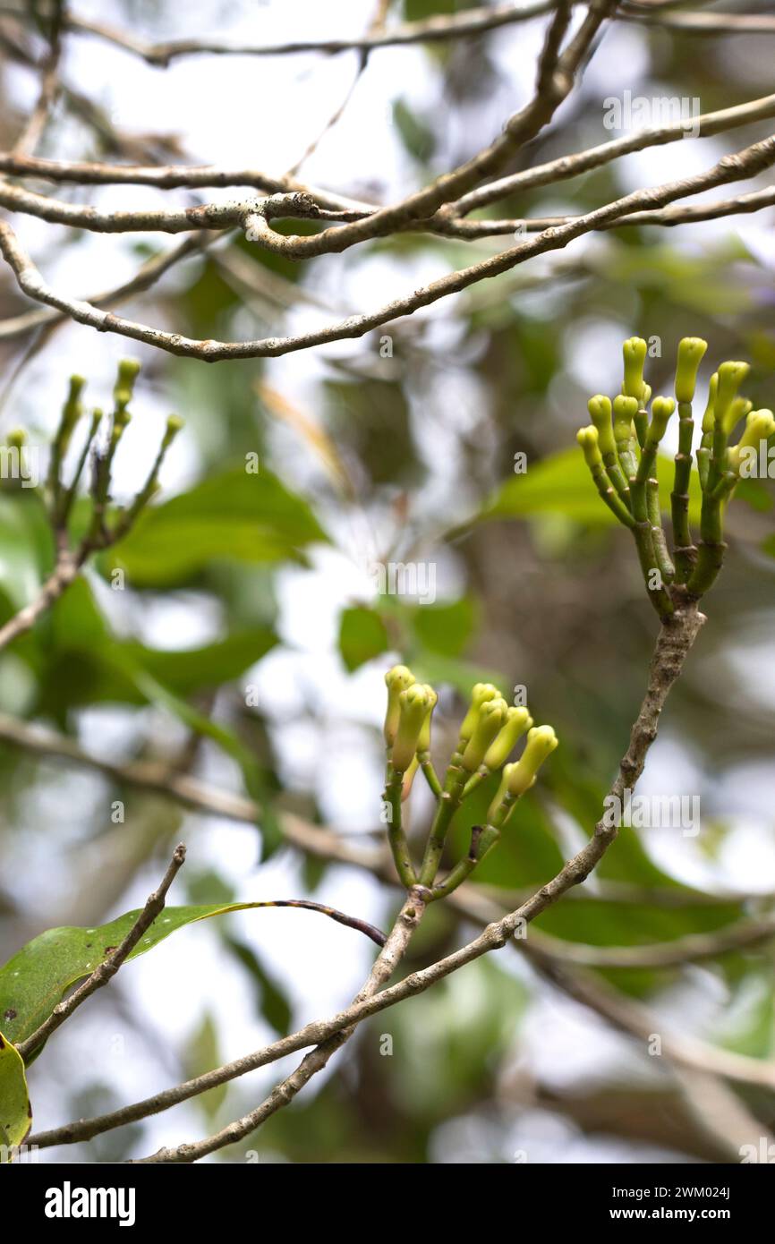 Planting clove trees, harvesting and drying the flowers known as cloves ...