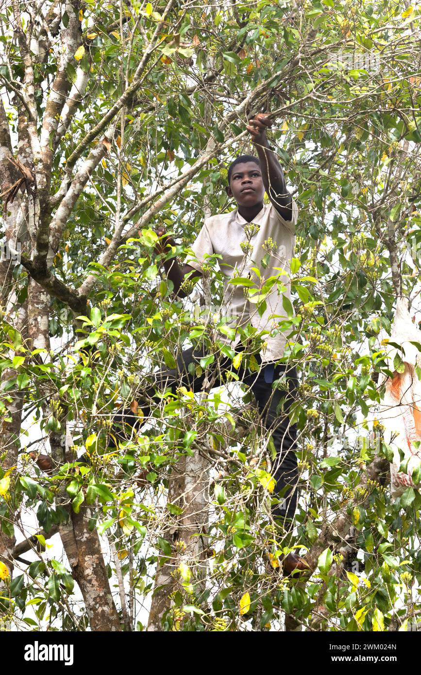 Planting clove trees, harvesting and drying the flowers known as cloves ...