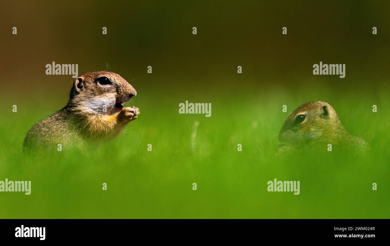 Two gophers (Spermophilus citellus) facing in the grass, Hungary Stock ...