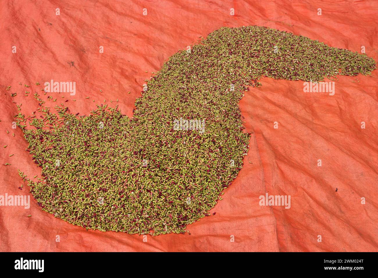 Planting clove trees, harvesting and drying the flowers known as cloves ...