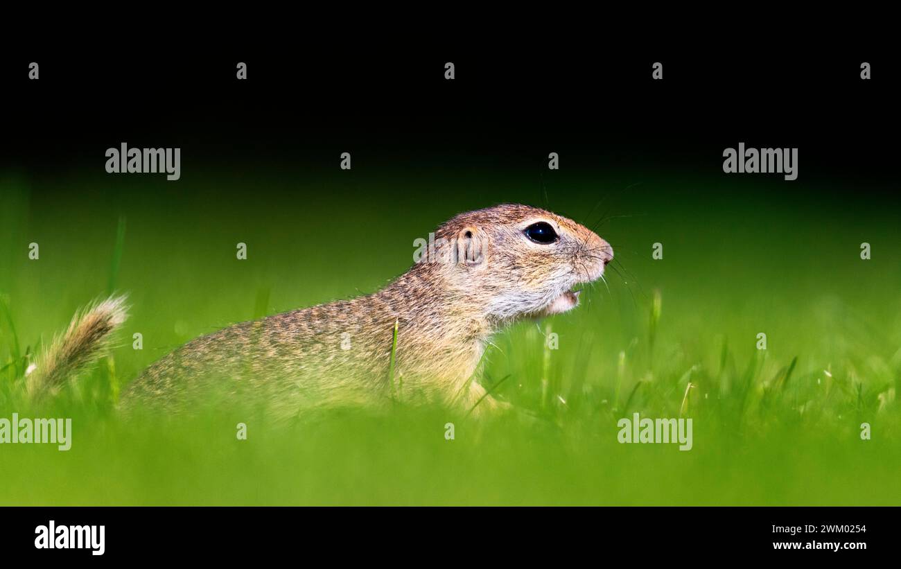 Gopher (Spermophilus citellus) standing in the grass, Hungary Stock ...