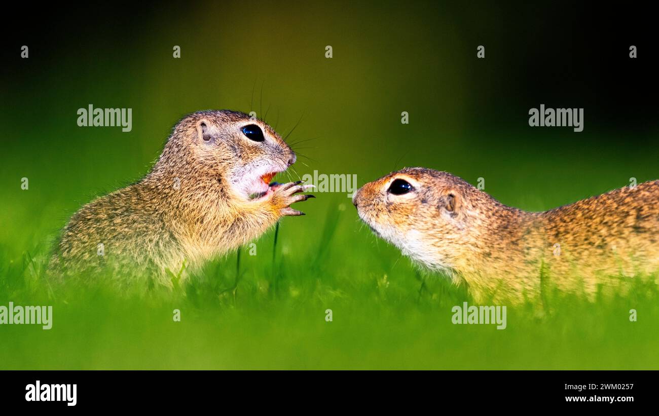 Two gophers (Spermophilus citellus) fighting in the grass, Hungary ...