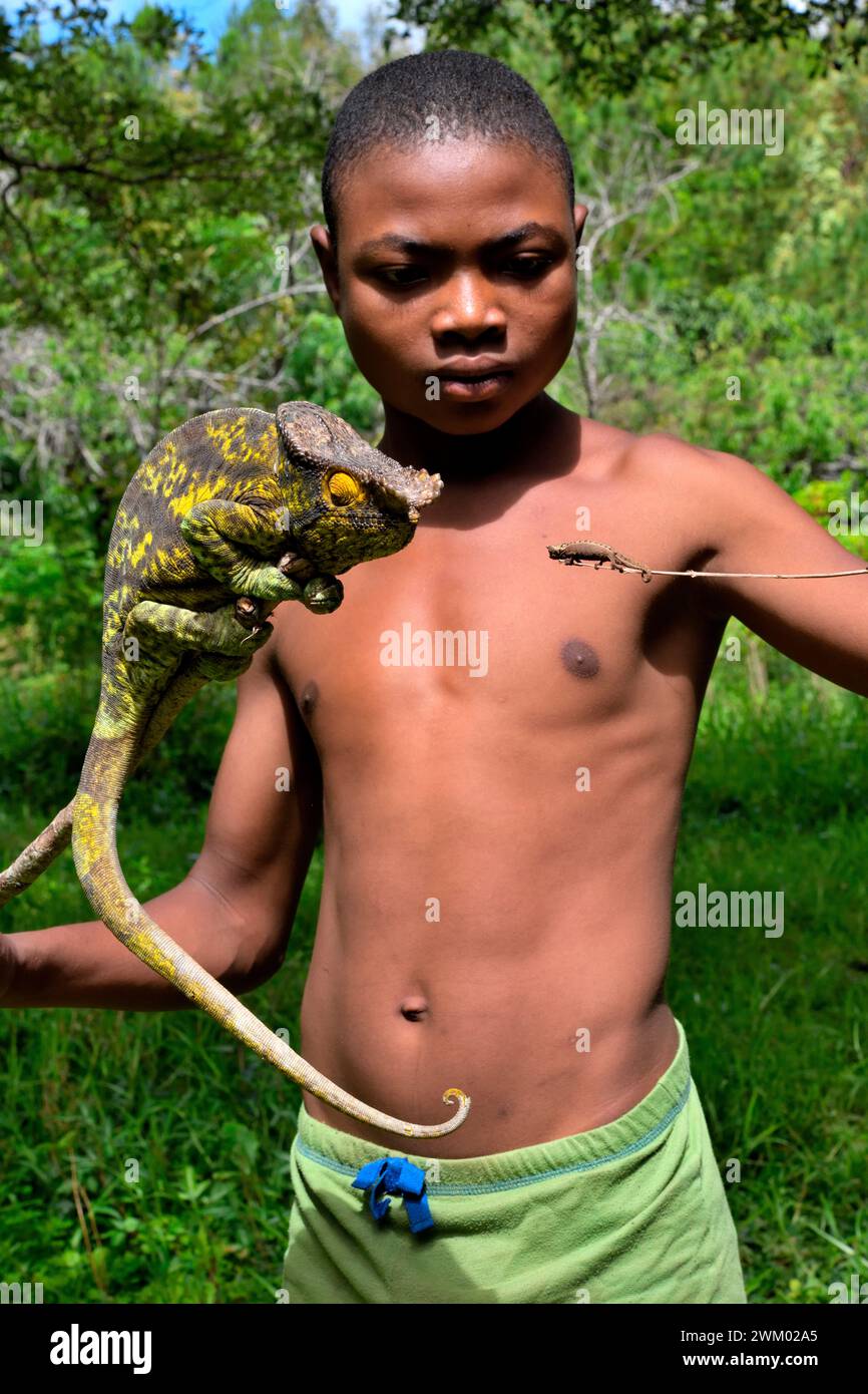 Madagascan child with Parson's Chameleon (Calumma parsoni), the largest ...