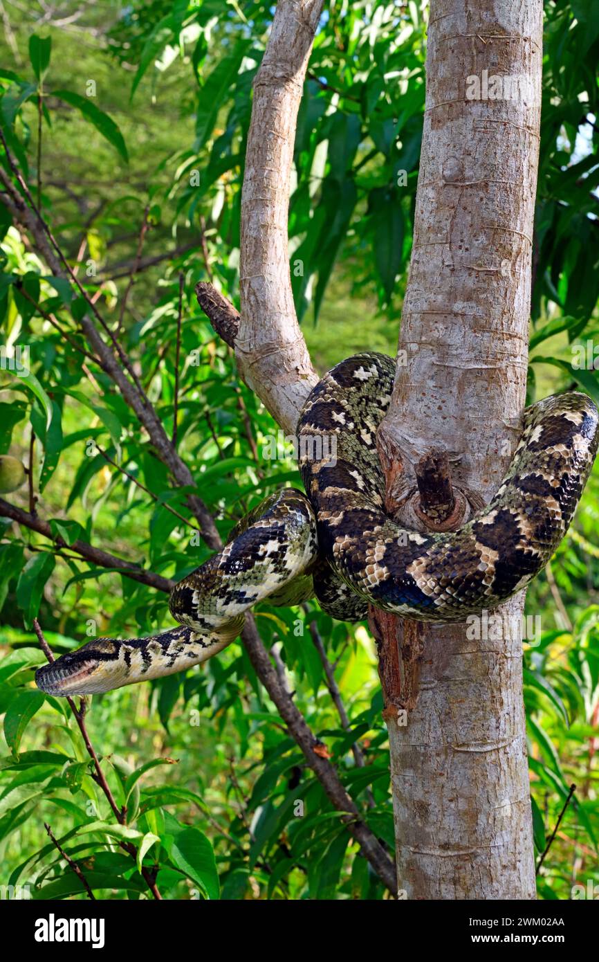 Madagascar Tree Boa (Sanzinia madagascariensis) on a tree, Madagascar ...