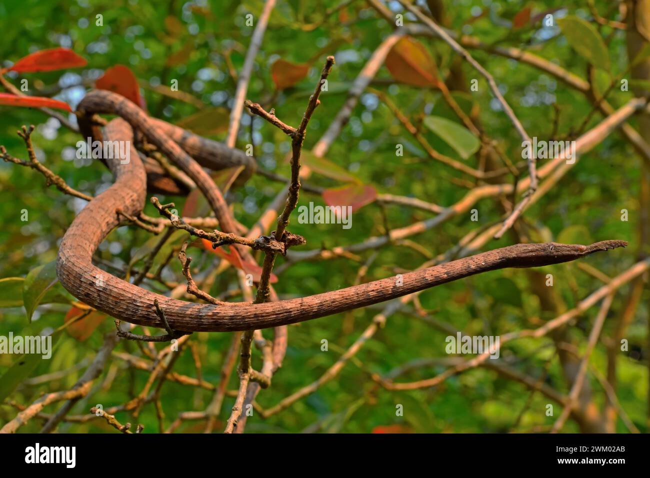 Madagascar leaf-nosed snake (Langaha madagascariensis) female ...
