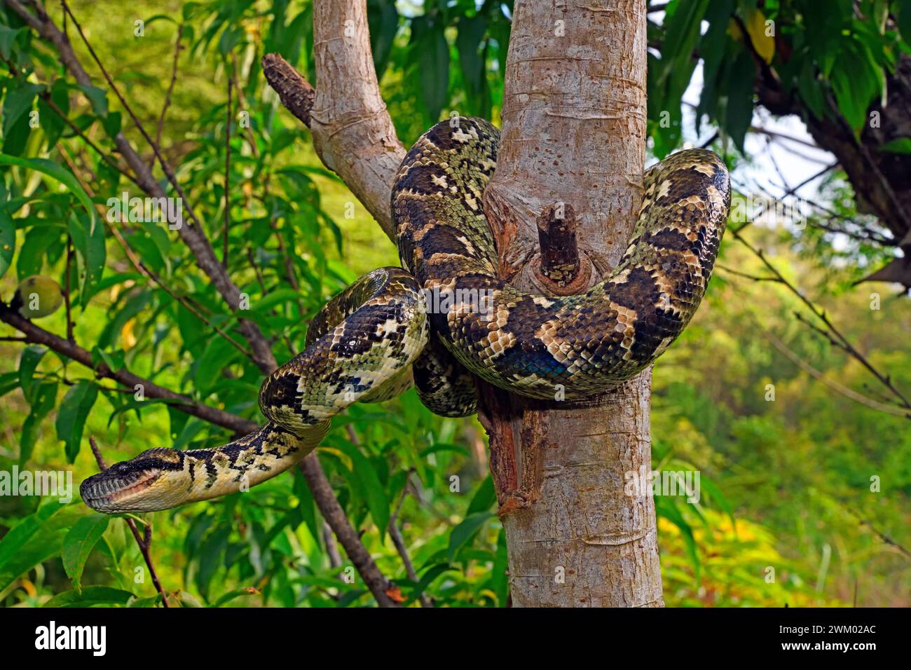 Madagascar Tree Boa (Sanzinia madagascariensis) on a tree, Madagascar ...