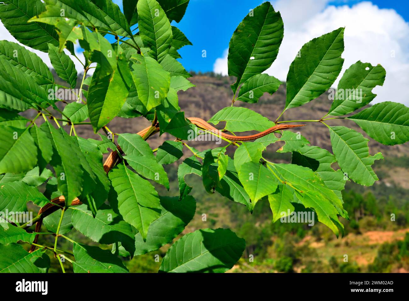 Madagascar leaf-nosed snake (Langaha madagascariensis) male, Madagascar ...