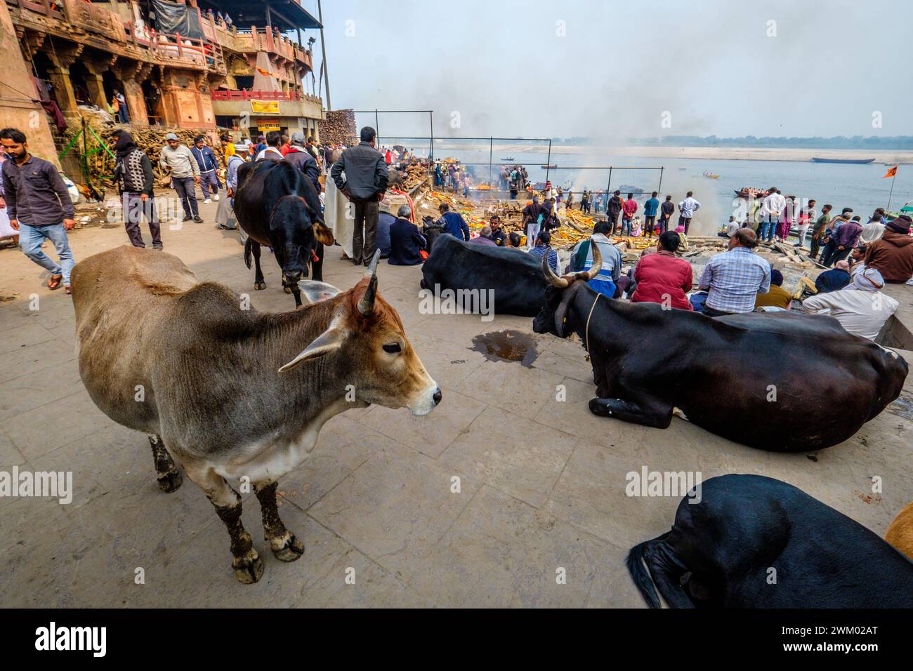 cows wandering the ghats in Varanasi, India Stock Photo - Alamy