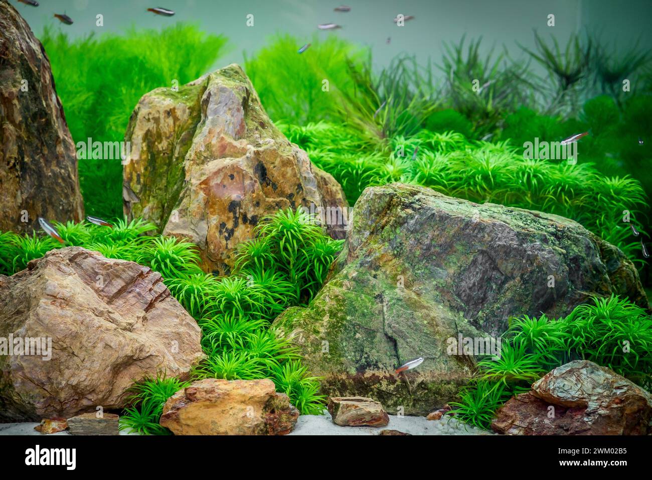 Beautiful close up vie wof aquarium tanks Stock Photo - Alamy