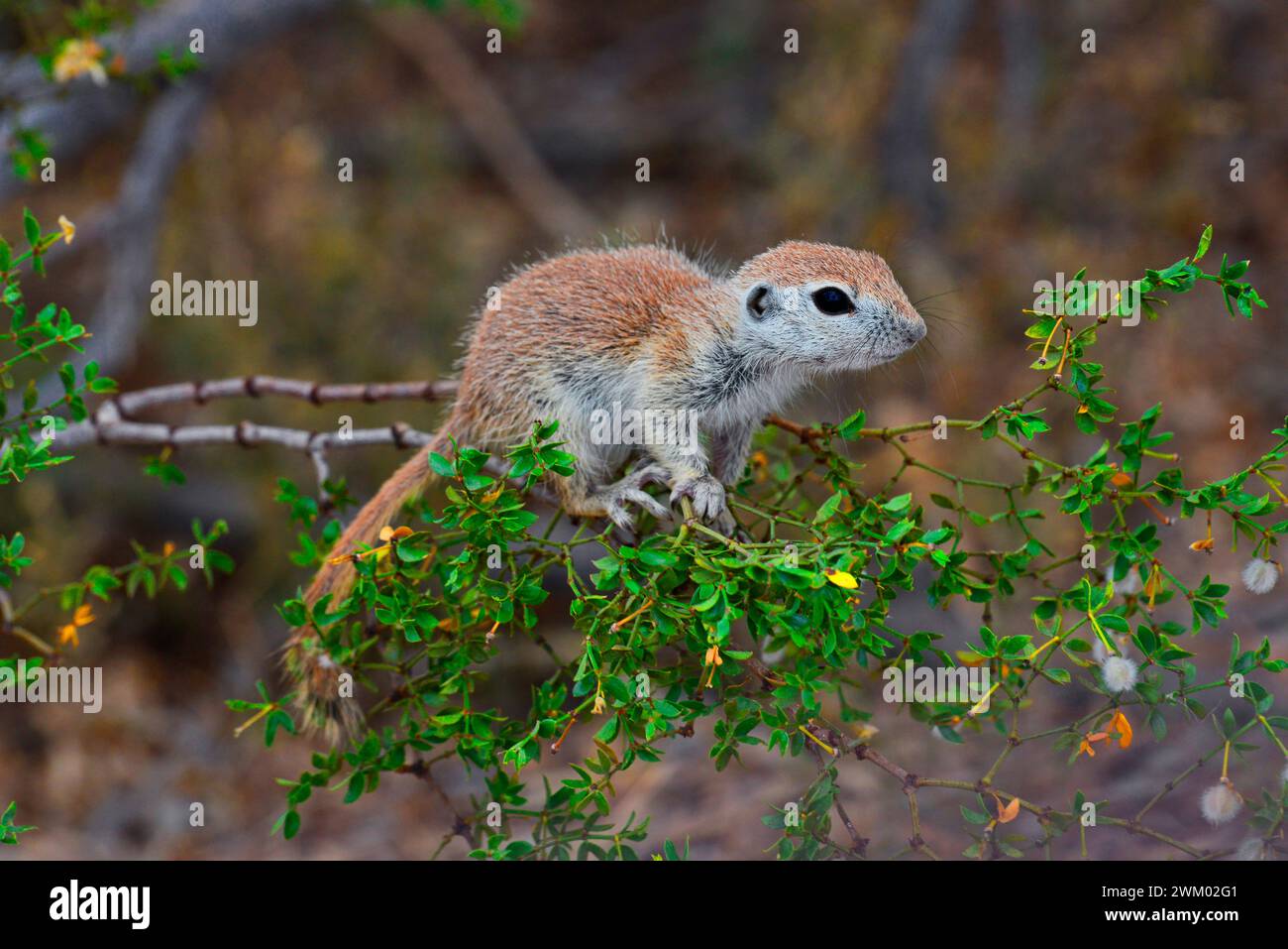Round-tailed ground squirrel (Xerospermophilus tereticaudus) on a ...