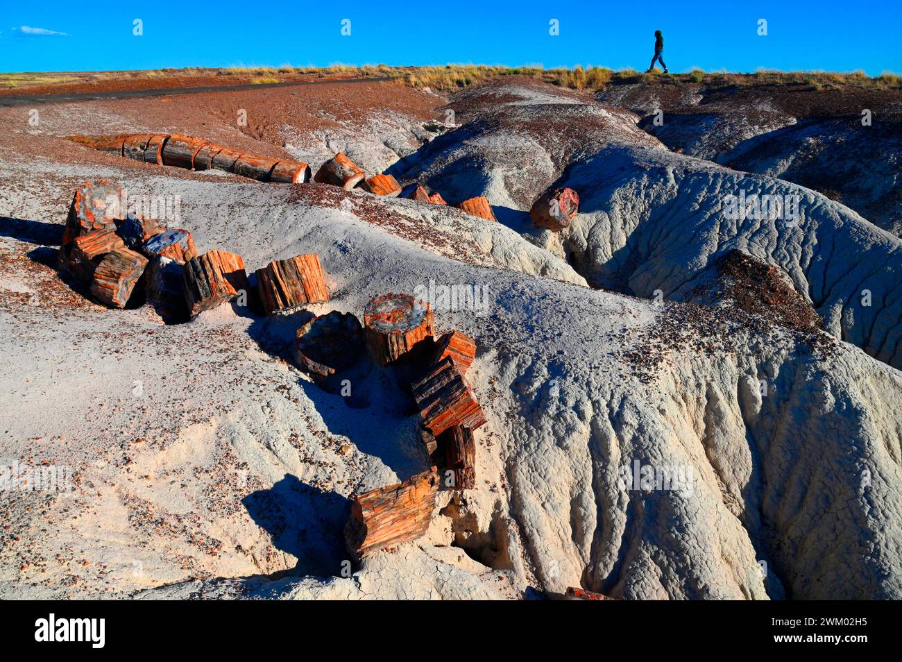 The Petrified Forest National Park is home to thousands of fossilized ...